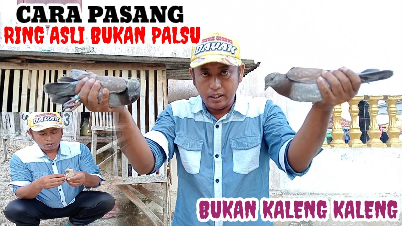 tutorial cara pasang ring merpati balap ring 25 asli original 12 Sep ...