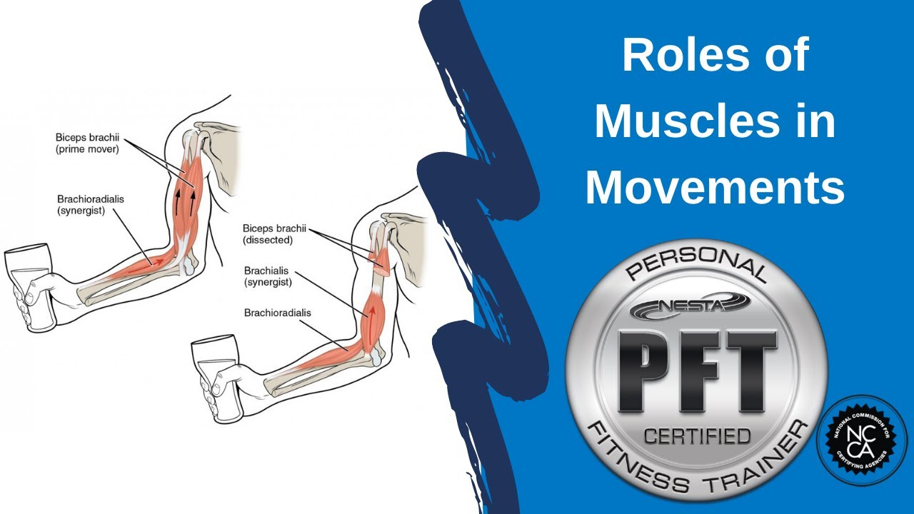 Roles of Muscles in Movement - YouTube