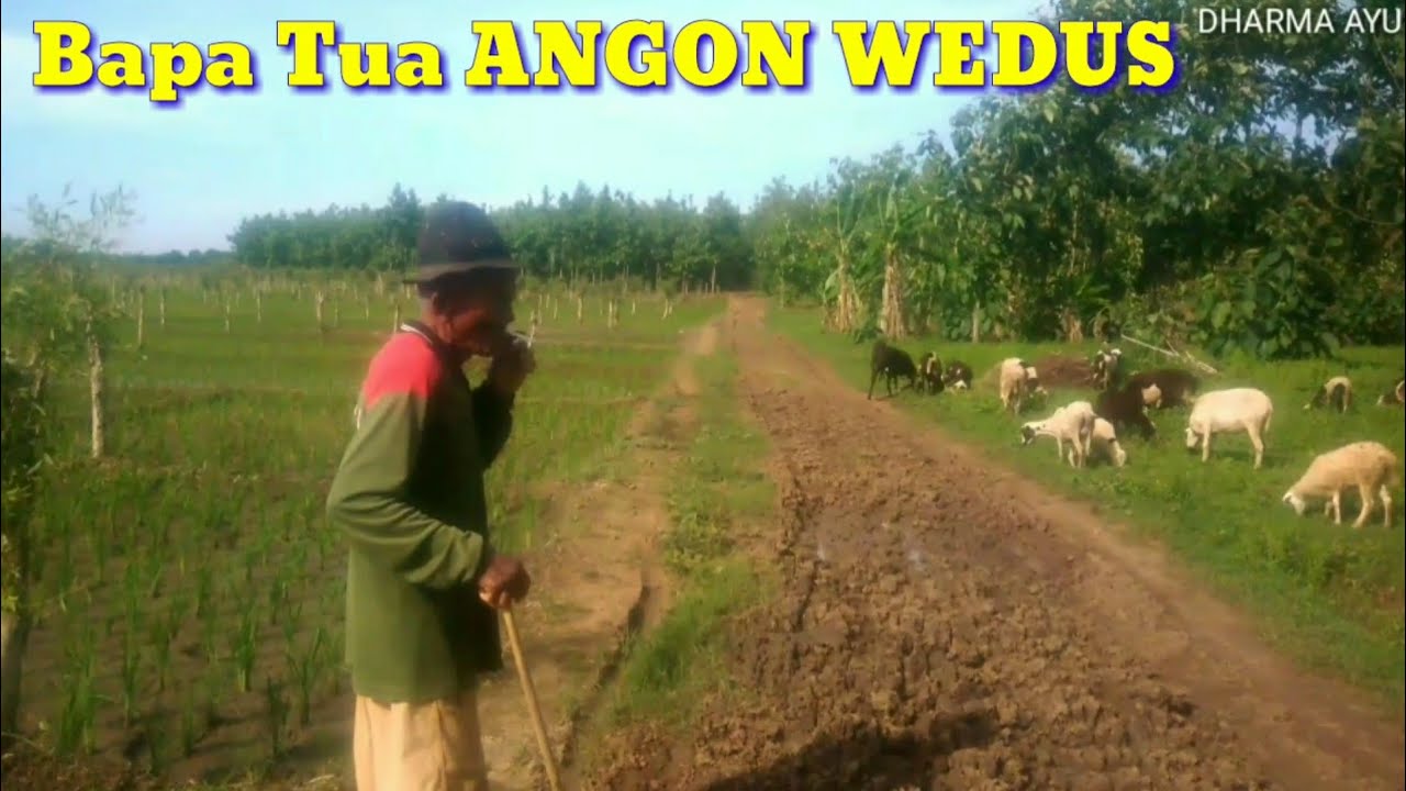 Bapa Tua Angon Wedus - YouTube