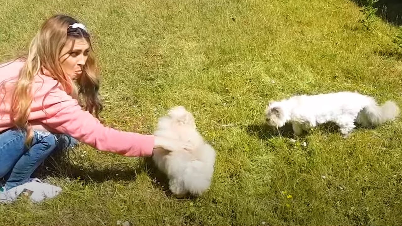 Mai 🐱 conoce a Lol 🐶 por primera vez (el perro y gato de Dalas y Lizy ...