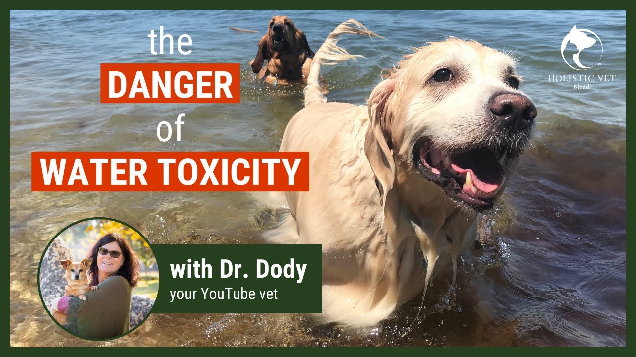 Pet Emergency: Water Toxicity in Dogs - YouTube