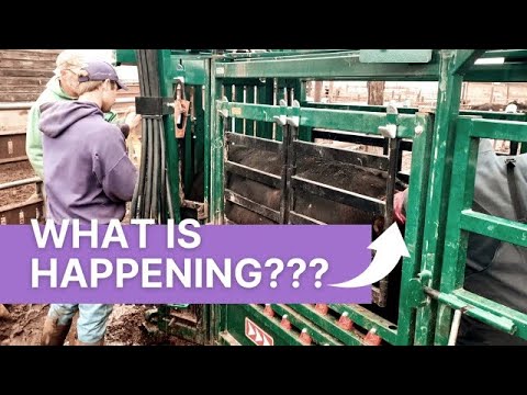 Preg Checking Cows - YouTube