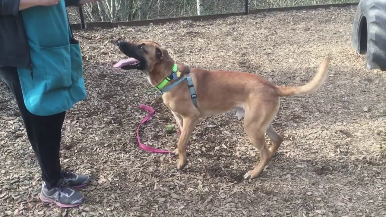 Meet Buck! (#230300) - YouTube