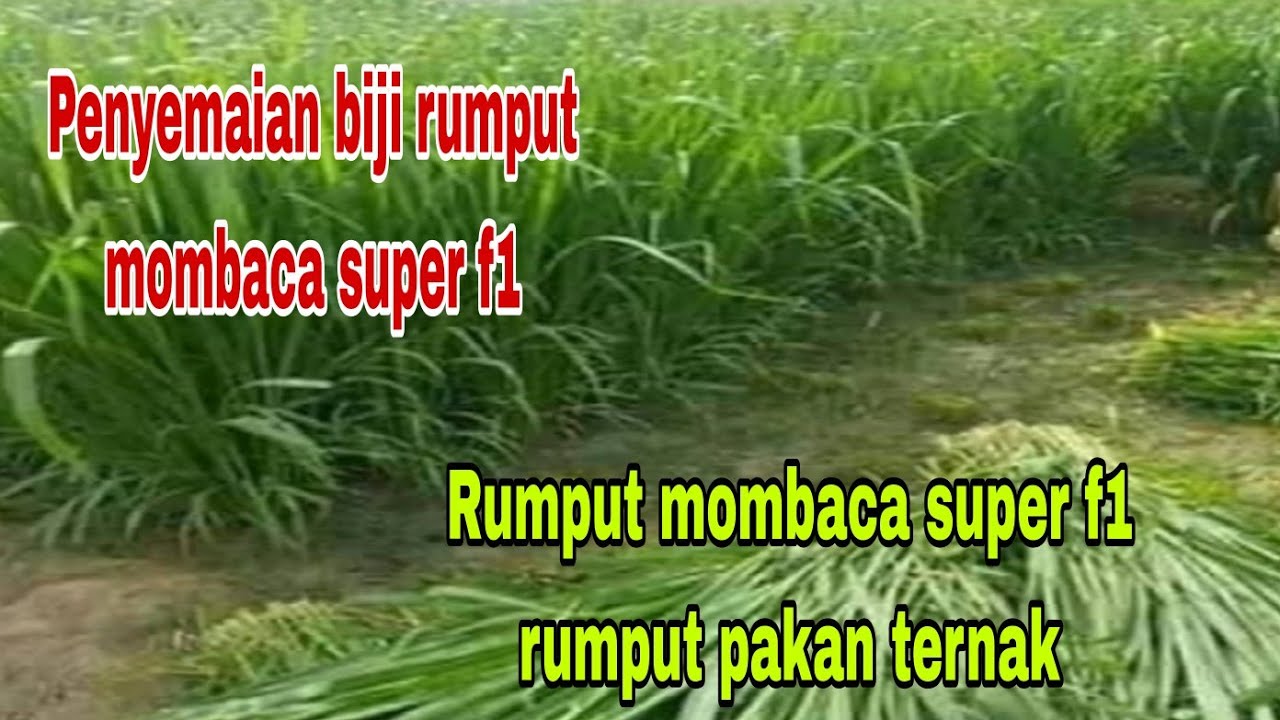 Penyemaian biji rumput mombaca super f1 - YouTube
