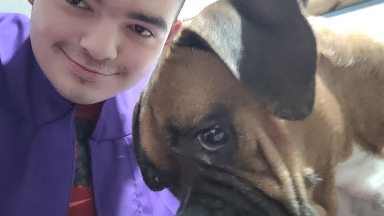 Frazier the Boxer dog [37] - YouTube