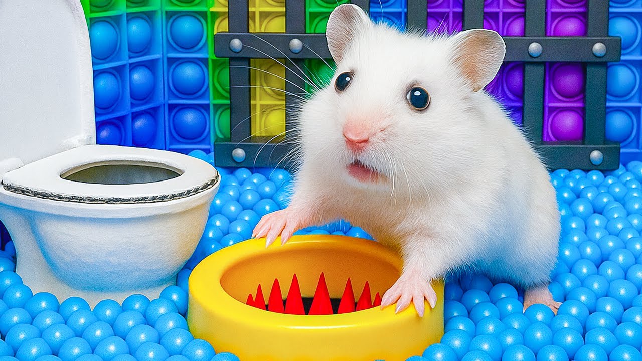 Hamster’s Epic Escapes from the Rainbow Prison Maze of Traps - YouTube