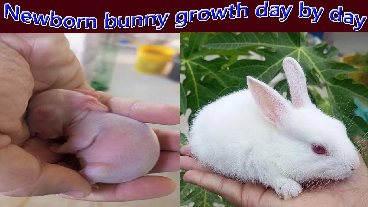 Newborn bunny growth | day by day | Pets tv - YouTube