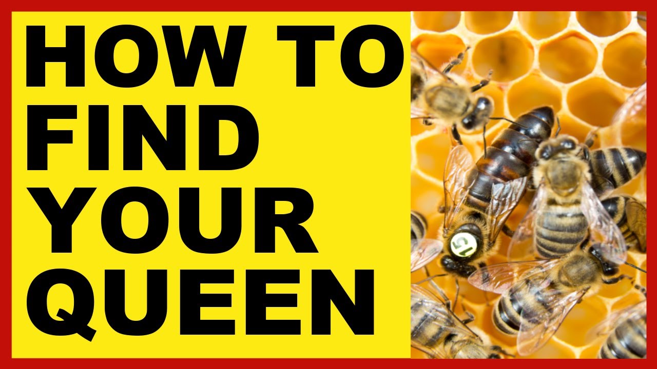 Beekeeping | How To Find Your Queen Faster & Easier - YouTube