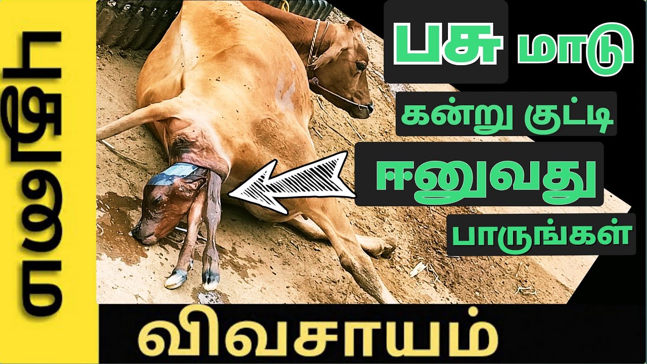 பசுமாடு கன்று போடுவதை பார்க்கலாம் வாங்க | How cow gives birth? | cow ...