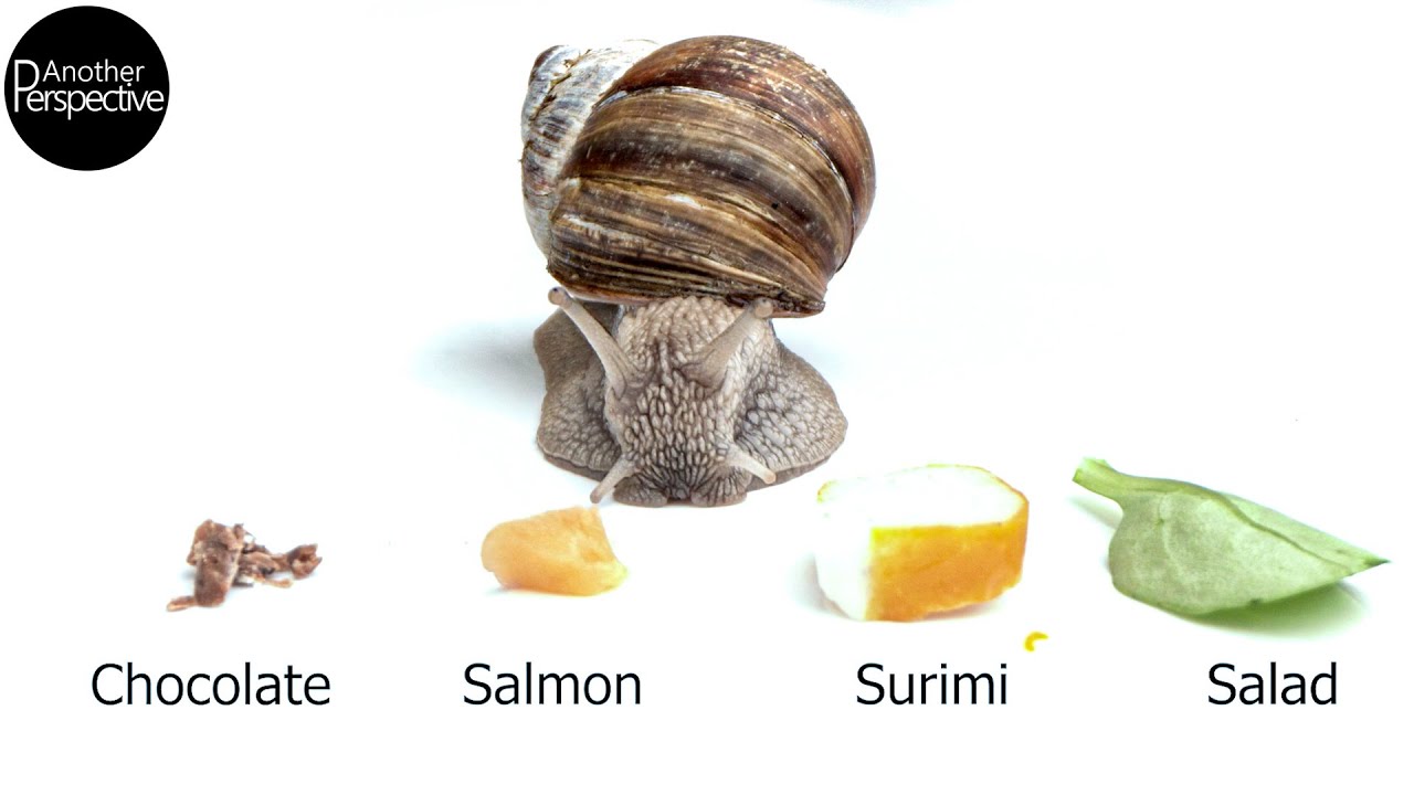 Snail eating Chocolate, Fish and Surimi in Extreme Macro - YouTube