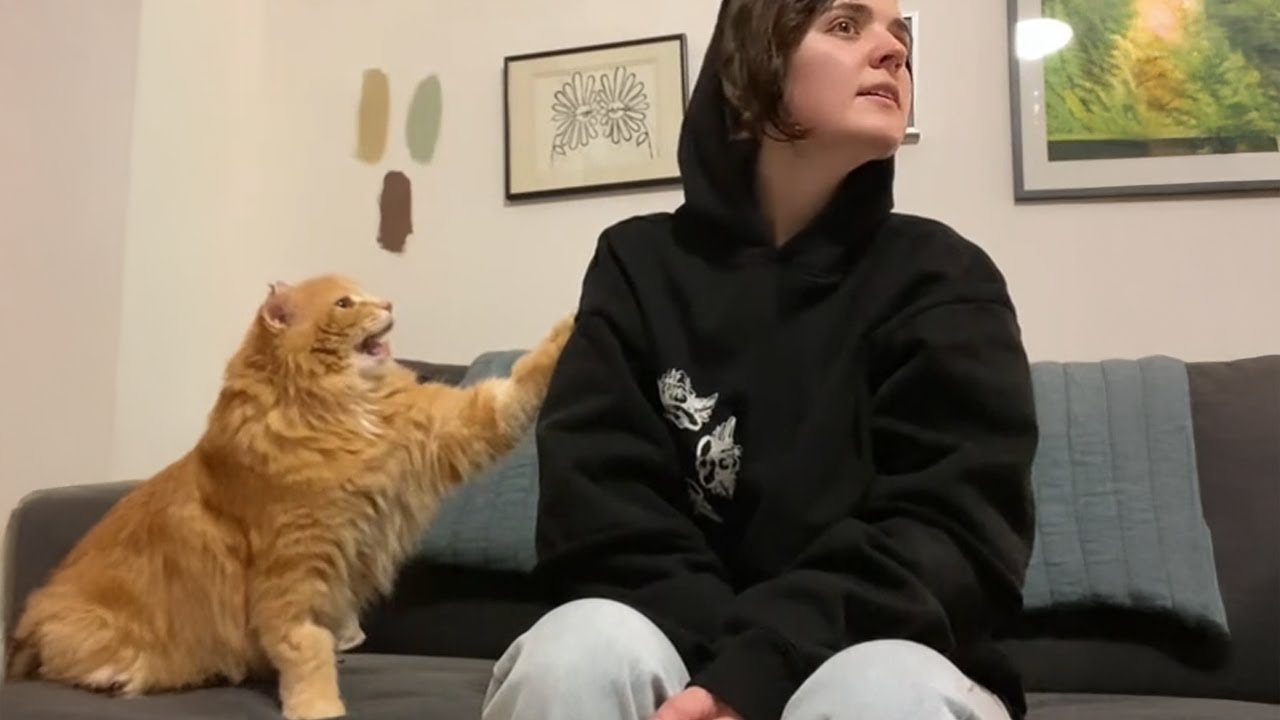 Call Your Cat's Name When They Are Next To You 🤣 - YouTube