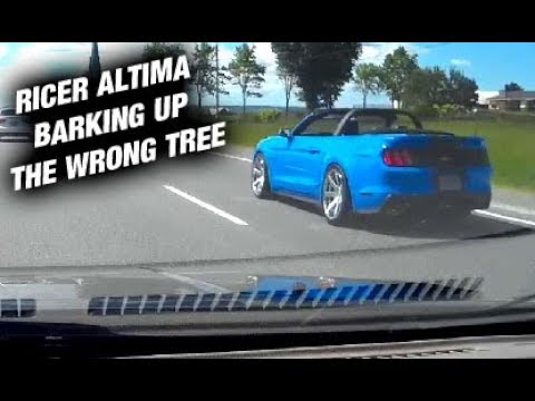 Mustang GT Puts RICER Altima In It's Place - YouTube
