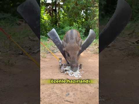 En Korkunç Domuz Tuzağı 😱🐗