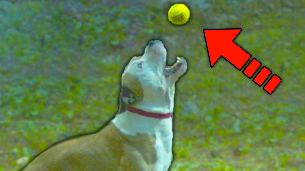 MORSO DI UN CANE IN SLOW MOTION! (3000 FPS) - YouTube