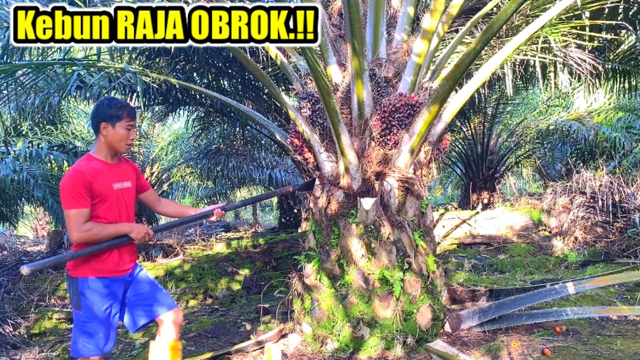 TUNGGU TANGGAL MAINYA.!! PANEN SAWIT DI KEBUN RAJA OBROK YANG SERING DI ...