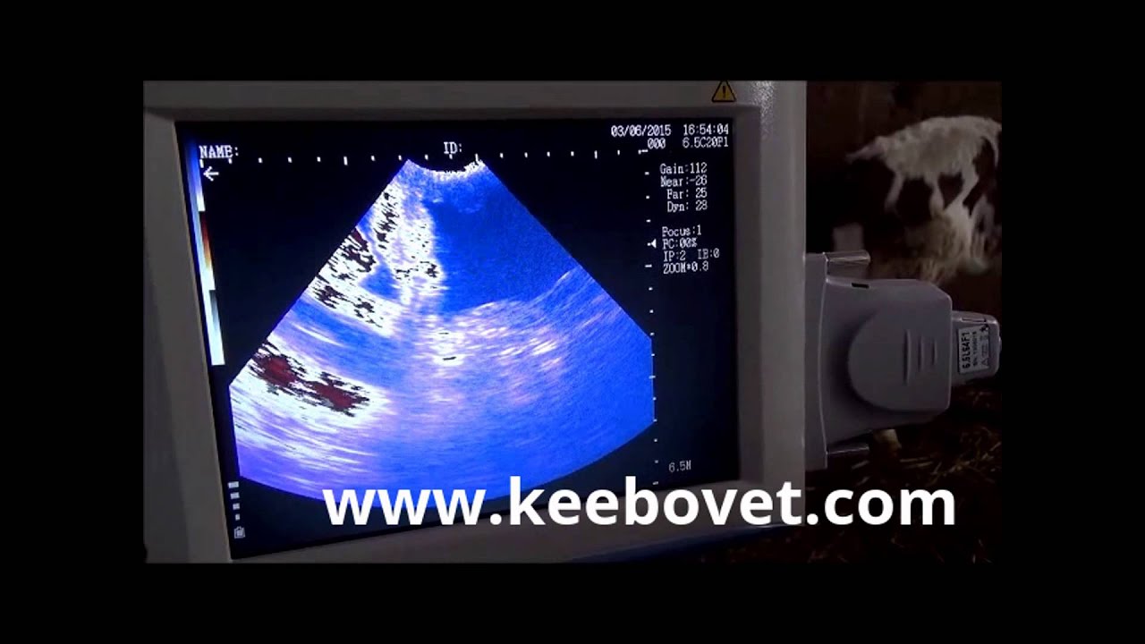 How to Check Pregnancy in Cattle, Cow, Bovine, 35 Days & Handheld ...