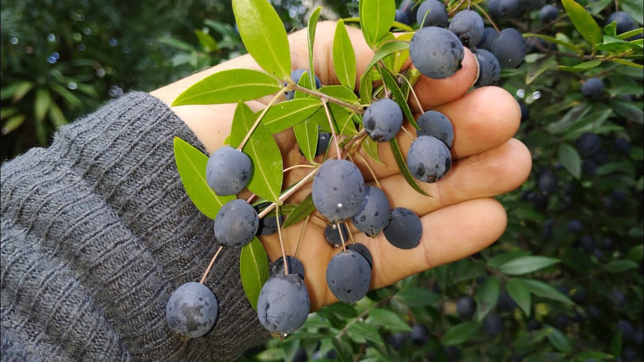 Giant Myrtle Fruits (Myrtus communis) taste amazing - YouTube