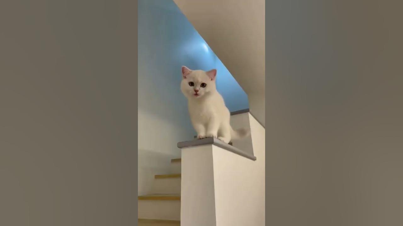 قطوه كيوت Youtube