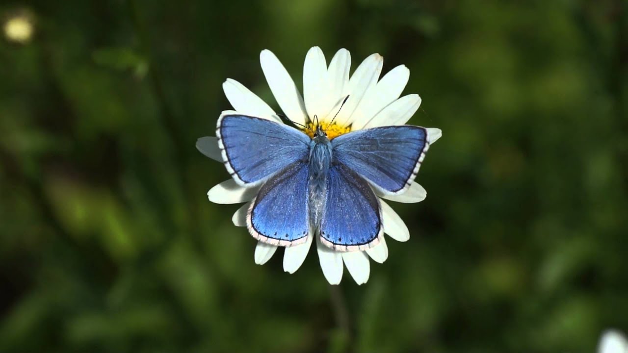 Modrásek jetelový - Polyommatus bellargus - YouTube