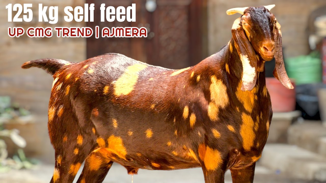 BIG SIZE AJMERA | UP CMG TRENDING BREED | GHAZI & HOOR GOAT FARM ...