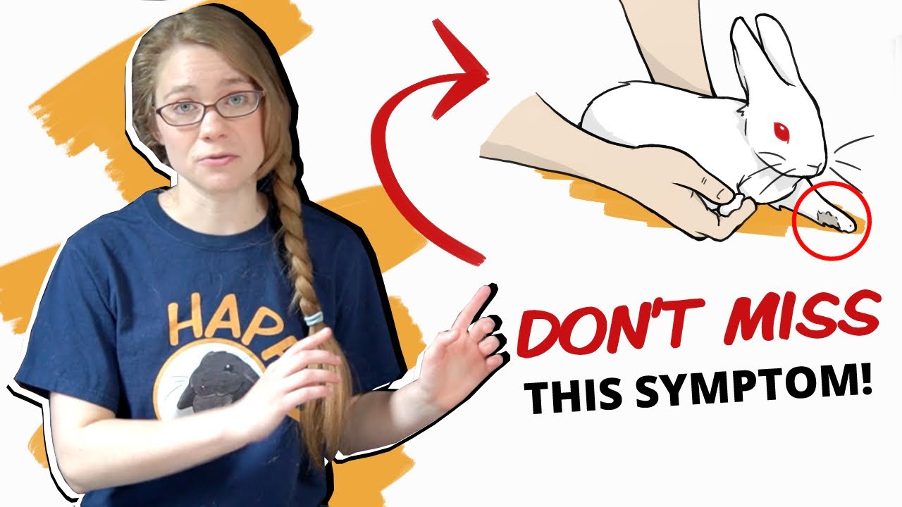 Snuffles in rabbits: Symptoms of the Rabbit Cold - YouTube