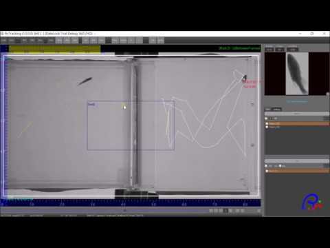 Zebrafish 3D locomotion tracking - YouTube