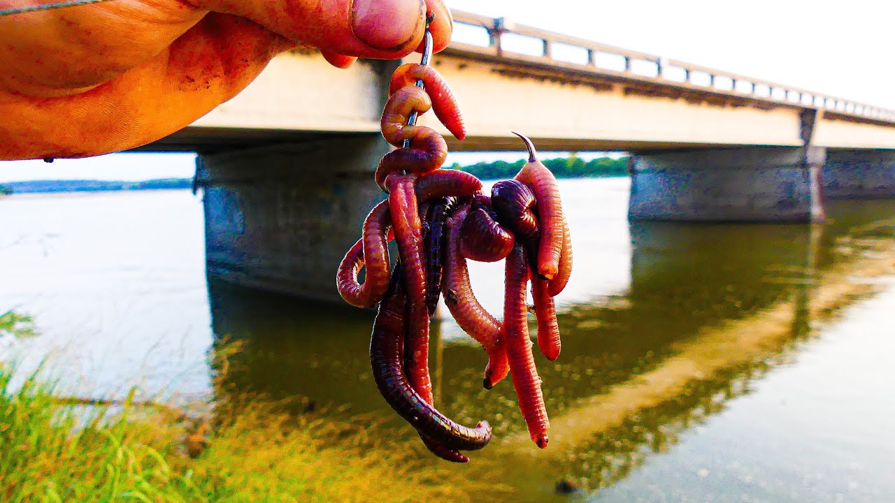 RIVER FISHING for ANCIENT FISH! (CRAWLER BALL’N) - YouTube