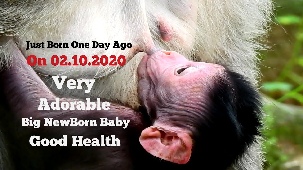 Newborn Baby Monkey Jinx Was Born One Day Ago, Adorable Newly Baby Jinx ...