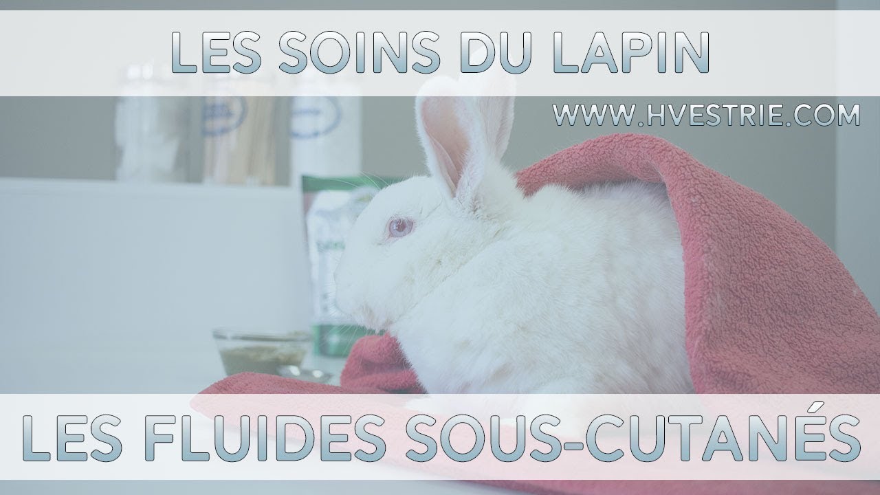 #9 LES SOINS DU LAPIN - Les fluides sous-cutanés Hôpital vétérinaire de ...