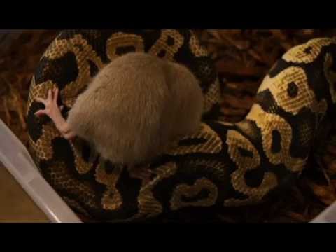 Snake Feeding Compilation Time Lapse - YouTube