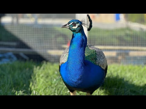 TAVUS KUŞU DİŞİSİNİ ETKİLEMEK İÇİN DANS EDİYOR. #peacock #peacockdance #animals #like #hobi #birds