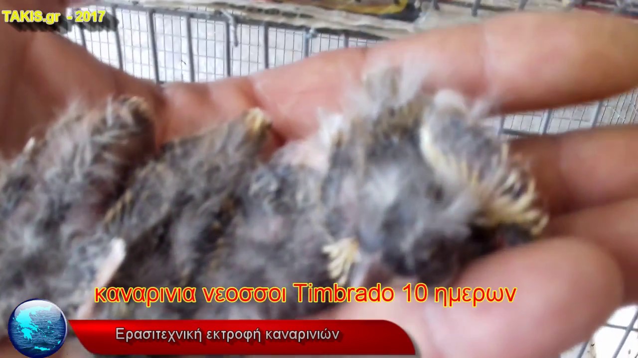 καναρινια Timbrado 20 - 30 και 40 ημερων - YouTube