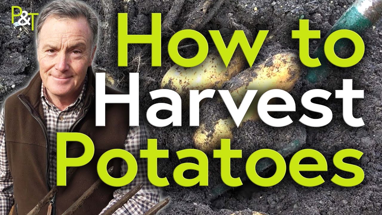 How to Harvest Potatoes - Pots & Trowels - YouTube