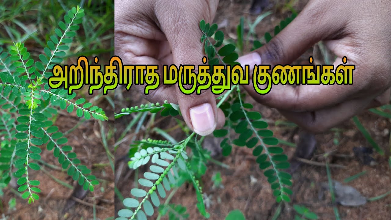 Keezhanelli benefits in Tamil|கீழாநெல்லியின் மருத்துவ பயன்கள்|Candy ...