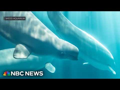 Third beluga rescued from Canadian marine park dies at Chicago aquarium