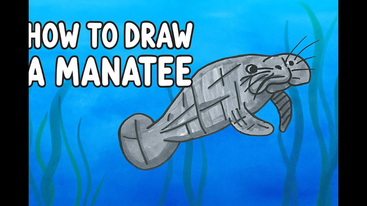 How To Draw a Manatee Step by Step! - YouTube