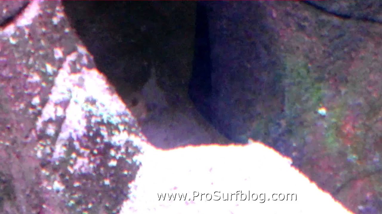 Funny Fish Digging And Spitting Rocks - YouTube