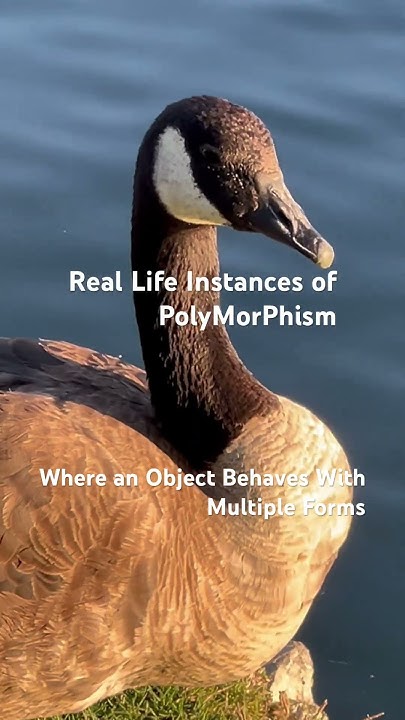 Real Life Instances Of Polymorphism Youtube