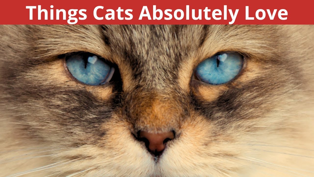 10 Things Cats Absolutely Love! #10 Will Surprise You! - YouTube