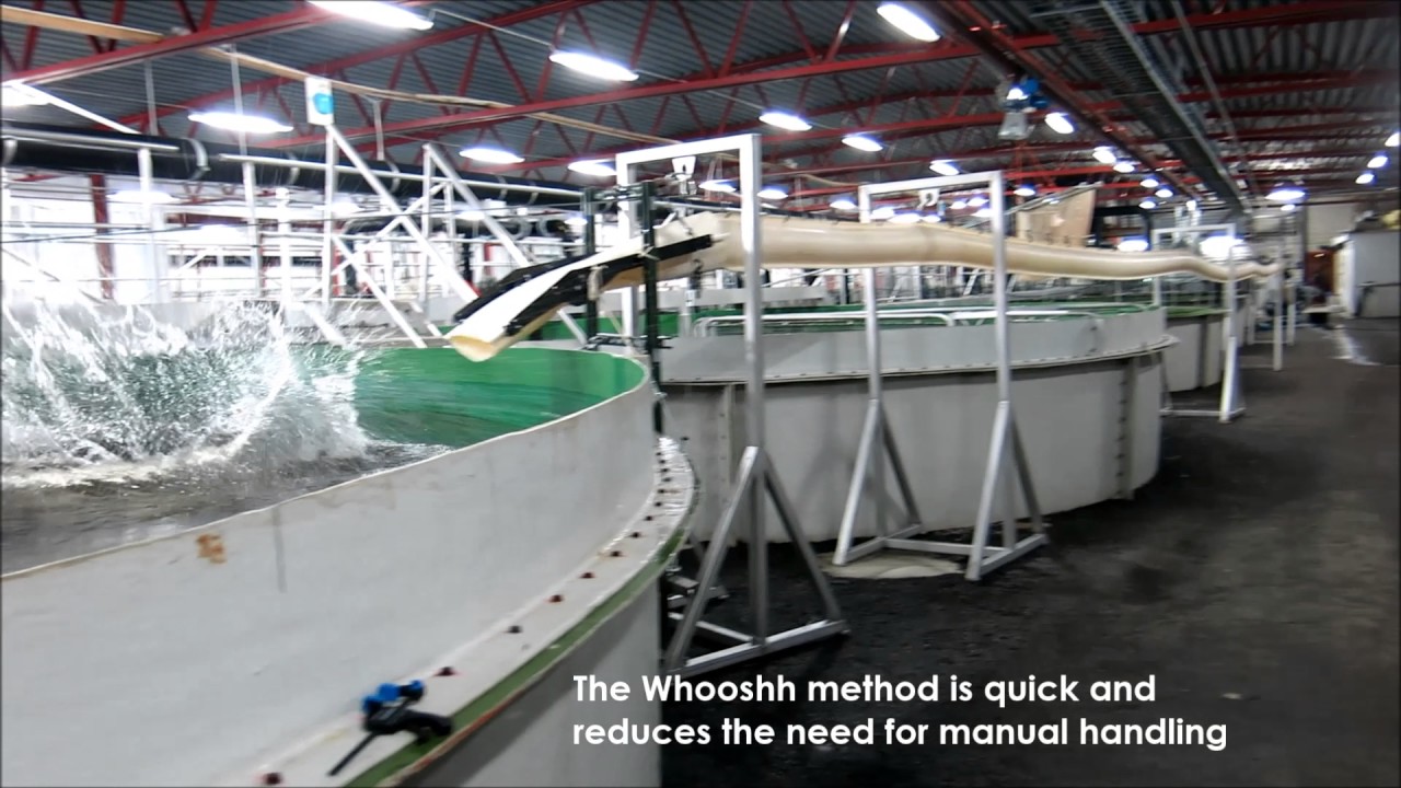 Optimar - Whooshh, fish transport made easy - YouTube