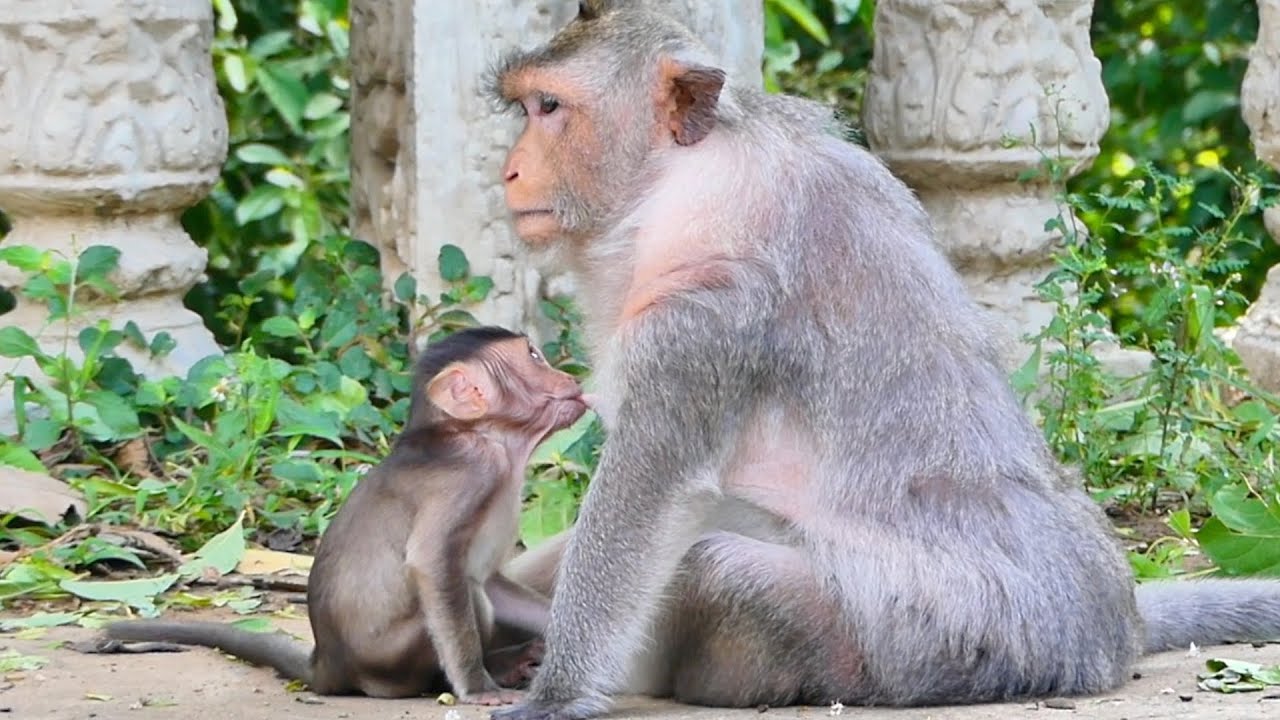 Funny Baby Monkey Bella plays happily near Mama Berry so lovely - YouTube