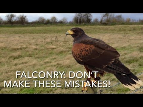 TOP 3 novice mistakes; BEFORE getting a hawk! - YouTube