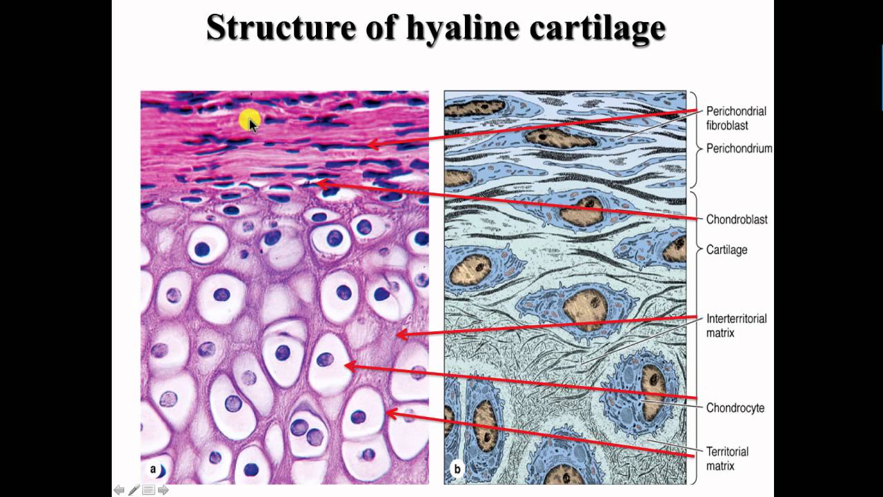 Fibrous Cartilage Labeled Hyaline Cartilage – Tutorial – Histology