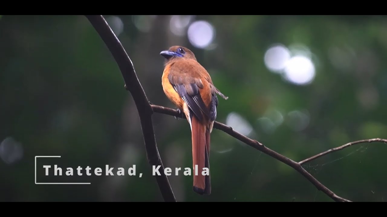 Birding @ Thattekad Bird Sanctuary, Kerala | Dec 2022 - YouTube