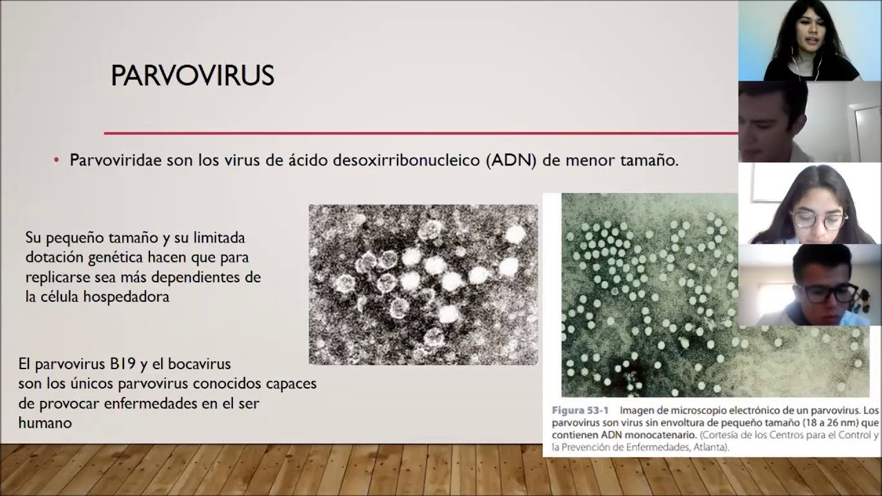 Parvovirus Youtube