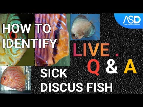 Discus Fish : How To Identify Sick Discus Fish @ASDDISCUS # ...
