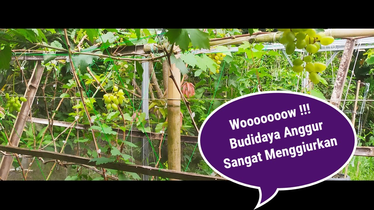 Budidaya Anggur Import - YouTube