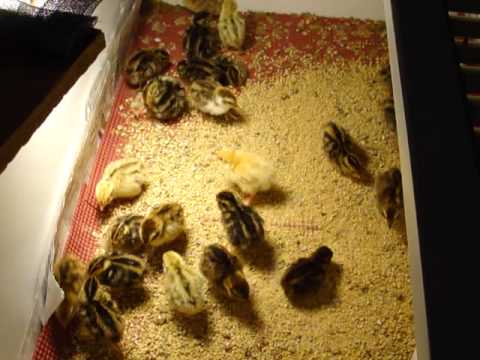 Lazy B Quail Farm Coturnix Chicks in Brooder - YouTube