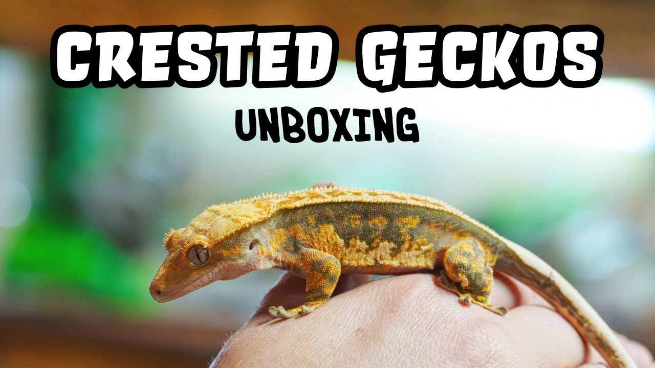 Crested Geckos - Ultimate Delivery Haul - YouTube
