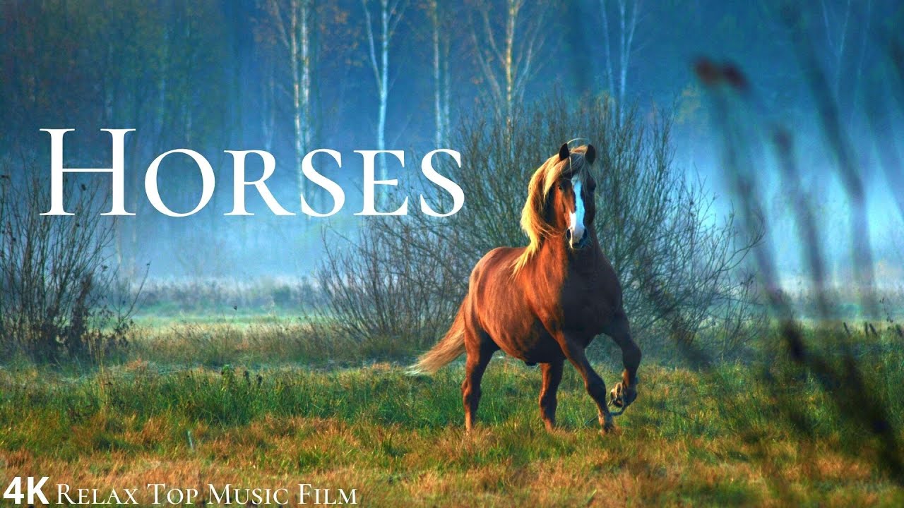 Horses 4k With Relax Music - YouTube
